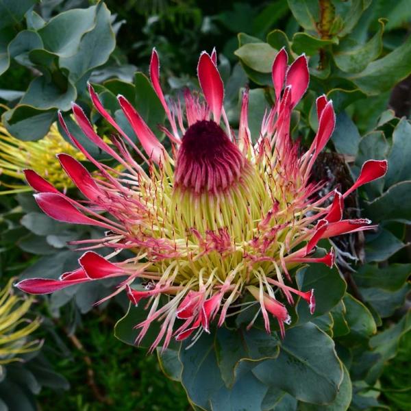 プロテア・エキシミアProtea eximia樹高4メートル程に成長する半耐寒性中低木。葉はプロテアの他種に比べると広く、ピンク〜赤い筒状の花を咲かせる。ワイルドな見た目が高い人気を誇る。様々な土壌や気候に対応し、栽培が容易なプロテアとして...