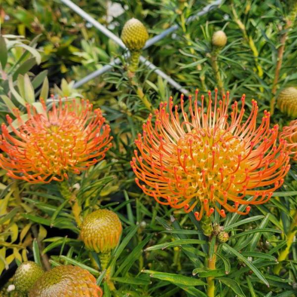 リューコスペルマム「サクセッション」ブランチ仕立てLeucospermum ’succession’Hybrid（Leucospermum lineare×cordifolium）少しピンクがかったオレンジ色で咲き始め咲き進むにつれ濃いオレ...