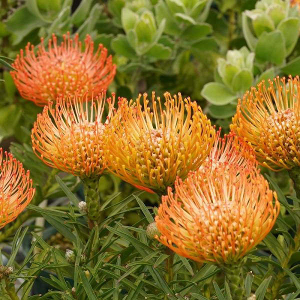 《花芽付き》リューコスペルマム「サクセッション」ブランチ仕立てLeucospermum ’succession’Hybrid（Leucospermum lineare×cordifolium）少しピンクがかったオレンジ色で咲き始め咲き進むに...