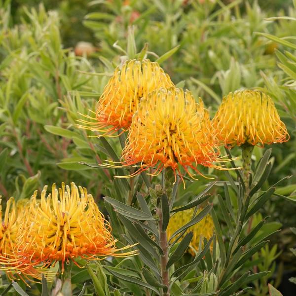 【訳あり株】リューコスペルマム「ゴールディー」Leucospermum 'Goldie'ブランチ仕立て樹高1.2-1.5m黄金色の鮮やかな花色が特徴。南アフリカ原産の常緑小潅木。切花としても人気が高い。耐寒性：-4℃。【耐寒性】中【日照】日...