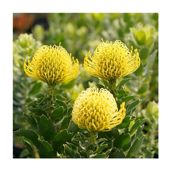 リューコスペルマム「ハイゴールド」　ブランチ仕立てLeucospermum cordifolium High Gold明るい黄色の花を咲かせる。幅広でコンパクトな葉の先端には黄色いぽっちりがあり可愛い。耐寒性：-2℃最大樹高：150cm最大...