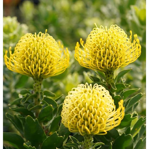 【訳あり株】リューコスペルマム「ハイゴールド」Leucospermum cordifolium High Goldブランチ仕立て明るい黄色の花を咲かせる。幅広でコンパクトな葉の先端には黄色いぽっちりがあり可愛い。耐寒性：-2℃最大樹高：15...