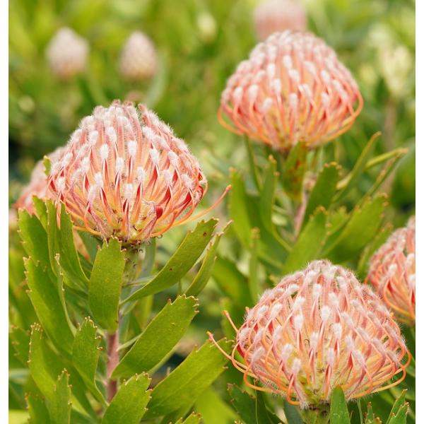 《花芽付き》リューコスペルマム「スカーレット・リボン」ブランチ仕立てLeucospermum 'Scarlett Ribbon'hybrid(glabrum×tottum)サーモンピンクの花房に可愛い真っ赤なリボンがたくさんついた様な花を咲...