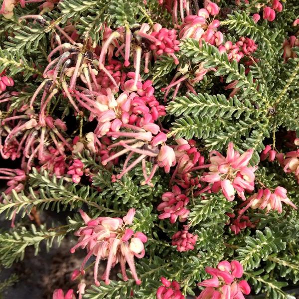 グレビレア「コースタル・ジェム」Grevillea 'Coastal Gem'地面を横に這う性質で冬から春にかけてピンクとクリーム色のツートンカラーの花を付ける。常緑のグランドカバー植物あるいは鉢花として利用される。【日照】日向　【水やり】...
