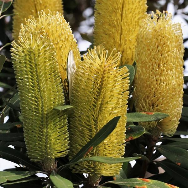 バンクシア・インテグリフォリアBanksia integrifolia樹高4-15m、バンクシアの仲間の中では耐寒性もあり栽培しやすい。高木になるが、成長はゆっくりで、濃緑で裏銀の葉と黄色のブラシ状の花は切花に用いられる。オーストラリア東部...