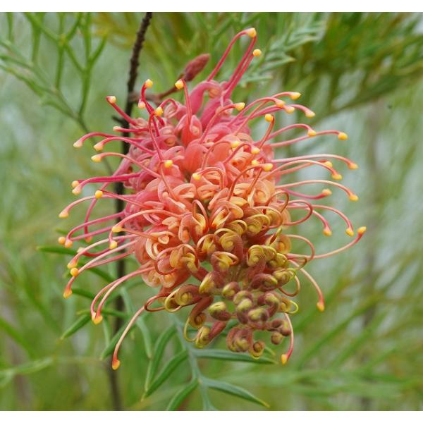 グレビレア「スパーブ」Grevillea Superb「素晴らしい」と名付けられた最大２メートル程の常緑樹。ピーチオレンジの花が美しい２色咲き品種。ハイブリッド（banksii×bipinnatifida）【耐寒性】-4℃ 【最大樹高】3メ...