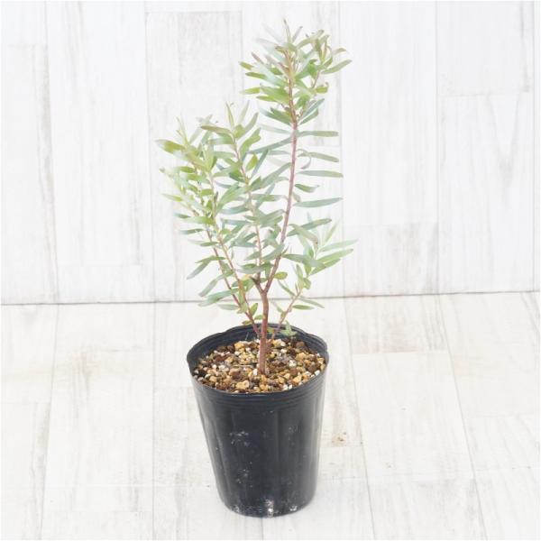 リューカデンドロン「ピサ」Leucadendron 'Pisa'細かい羽毛のような美しい銀色の葉を持ち、春には黄色い花を咲かせ 開花後は銀色の球果をつける。【日照】日向　【水やり】乾燥気味に管理【ヤマモガシ科】　【花期】春　※栽培環境により...