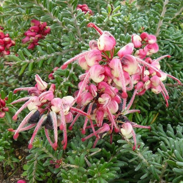 グレビレア「マウント・タンボリサ」Grevillea 'Mount Tamboritha'這性のグレビレアで、冬から春にかけてピンク色の小さくスパイダータイプの花を咲かす。グランドカバーとして使用できる。【日照】日向　【水やり】乾燥気味に管...