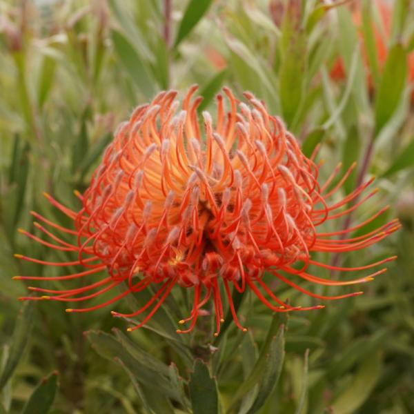 リューコスペルマム「ブランシェ・イトウ」　スタンダード仕立て株Leucospermum 'Blanche Ito'立性の樹形の枝先に朱赤色の花を付ける南アフリカ原産の常緑小潅木。ハワイ大学の選抜品種で切花として人気が高い。耐寒性：-4℃最大...
