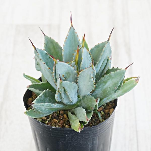アガベ・ポタトラム「キュービック」Agave potatorum cv. Cubic葉が2枚くっついたまま成長するとても変わった品種。短い赤褐色の棘と青白い葉をもつ。組織培養した株から突然変異として生まれたと言われている。耐寒性：-4℃最大...