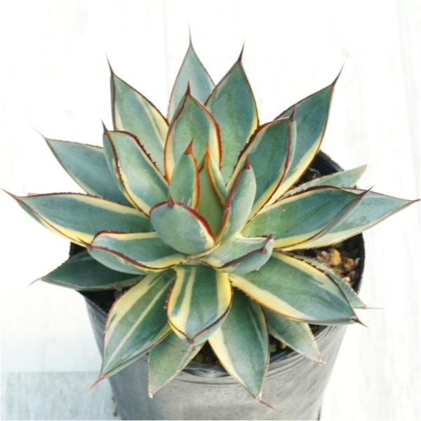 アガベ「バーント・バーガンディ」覆輪Agave burnt burgundy（Hybrid victoriae-reginae × A. palmeri）深いグリーンの葉の縁はバーガンディ色で美しい。ビクトリアレギネとパルメリーのハイブリッ...