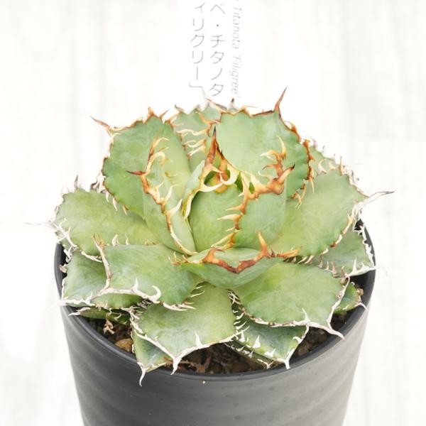 Agave Titanota Filigreeアガベ・チタノタ「フィリグリー」細かくてうねる薄茶色のトゲが特徴のチタノタ銘品。とても高い人気を誇る。耐寒性：-4℃株幅：9センチ前後※現物販売ではなく、写真と同等の商品をお送りします。商品の性...