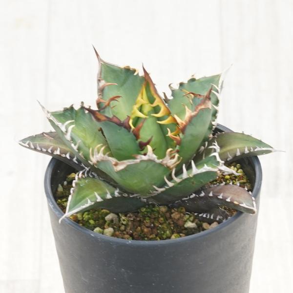 アガベ・チタノタ「レッドキャット・ウィーズル」Agave titanota redcat weazle小苗の時はレモンイエローの新棘が色鮮やか。成長するにつれてそれは茶色〜白へと変色する。次第にワイルドな鋸歯へと変貌し、小苗時とはフォルムを...