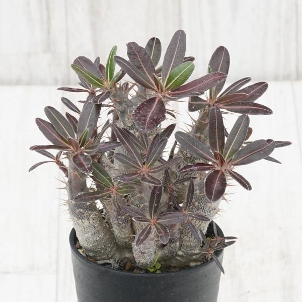 パキポディウム・カクチペスPachypodium rosulatum var. cactipesマダガスカル原産の塊根植物。トゲトゲのフォルムは可愛くカッコいい！春に黄色い花を咲かせる。「カクチペス＝サボテンのような足」という意味で、分枝を...