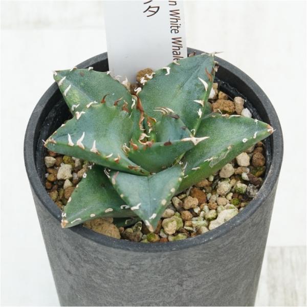 アガベ・チタノタ 「福建白鯨」Agave titanota ‘Fukken Hakugei’大きな鋸歯は厳つく白く、ワイドな葉でボール状となる。先端の棘は鋭く人気の高い銘品である。耐寒性：-4℃※現物販売ではなく、株ごとに個体差がございます...