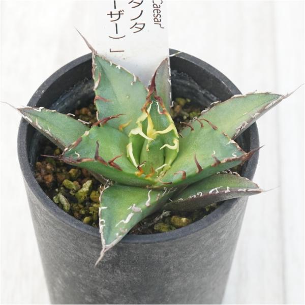 アガベ・チタノタ「凱撒（シーザー）」Agave titanota 'Caesar'白くうねった長い鋸歯が特徴の大人気品種。成長するとボールから棘がいくつも飛び出したような魅力的なフォルムとなる。まさに王道と言えるベストヒット品種。※現物販売...