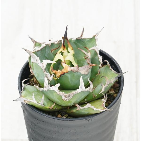 アガベ・チタノタ「凱撒（シーザー）」Agave titanota 'Caesar'白くうねった長い鋸歯が特徴の大人気品種。成長するとボールから棘がいくつも飛び出したような魅力的なフォルムとなる。まさに王道と言えるベストヒット品種。※現物販売...