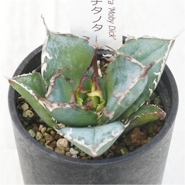 アガベ・チタノタ　”白鯨”　ホワイトホエールAgave titanota White Whale幅広の葉と白いトゲ、ボール状のフォルムが特徴の銘品。 ネームドアガベの原点でもあり、至高の品種。何年経ってもトップクラスの人気であり、それは今後...