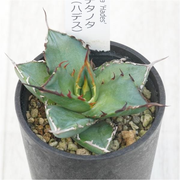 アガベ・チタノタ "黒蒂斯" ハデスAgave titanota 'Hades'長いトップスパインが特徴の銘品。数ある銘品の中でも高い人気と知名度を誇るのには、人の心を引き寄せる魅力が詰まっている”最高のアガベ”という理由がしっかりある。ボ...