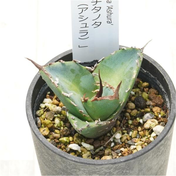 アガベ・チタノタ「阿修羅（アシュラ）」Agave titanota 'Ashura'厳つい系のチタノタの銘品。青みを帯びた幅広の厚葉に鋭い棘が突き刺さった様な独創的なフォルムを持つ。※写真は参考イメージです。株ごとに個体差がございます。商品...