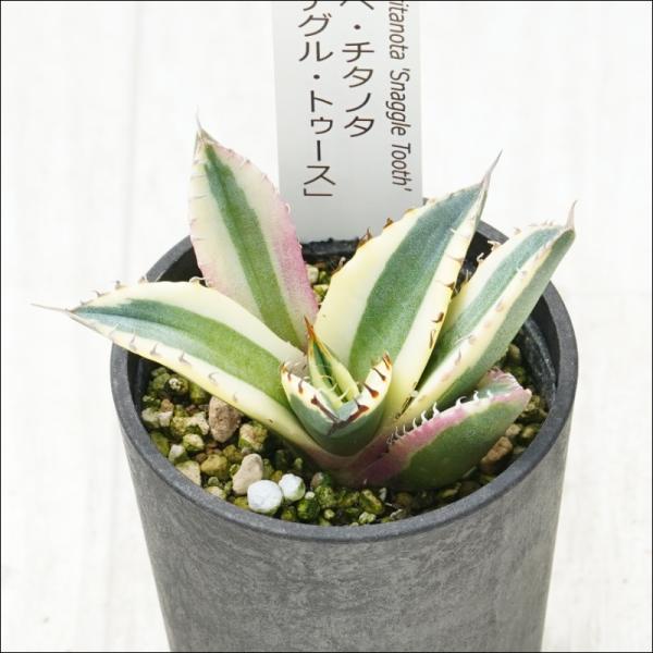 アガベ・チタノタ「スナグル・トゥース」Agave titanota snaggle toothアイボリーの覆輪斑チタノタ銘品。チタノタ系元来の鋭い鋸歯トゲとボール状のフォルムに、太い覆輪斑のコントラストが加わることで、他のチタノタにない美麗...