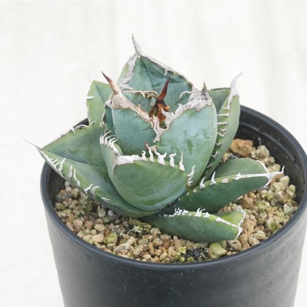 Agave titanota 'South African Diamond'アガベ・チタノタ「南アフリカダイヤモンド」チタノタ銘品の中でも圧倒的存在感を誇る”王様”と呼べる銘品。白く大きいトゲが特徴で鮮やかな緑の葉も美しい。とても人気の高い...