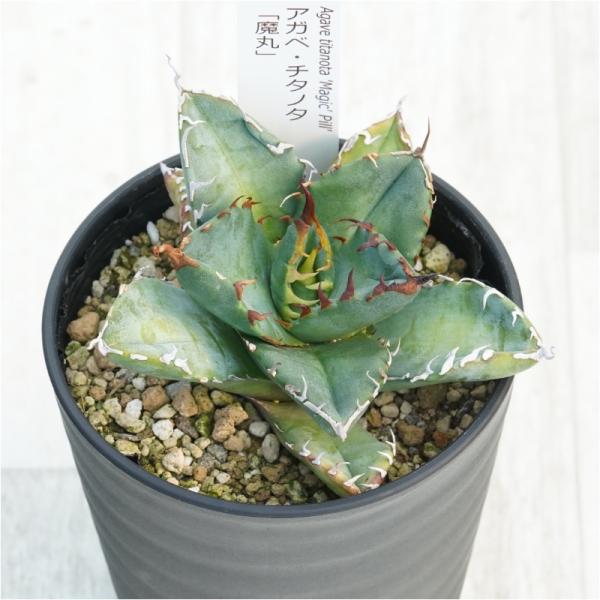 【チタノタ銘品シリーズ】アガベ・チタノタ「魔丸」Agave titanota 'Magic' Pill'　丸みを帯びた肉厚な葉はコンパクトにまとまる。狂暴な棘と相まって人気が高い。耐寒性-2℃※写真は参考イメージです。株ごとに個体差がござい...