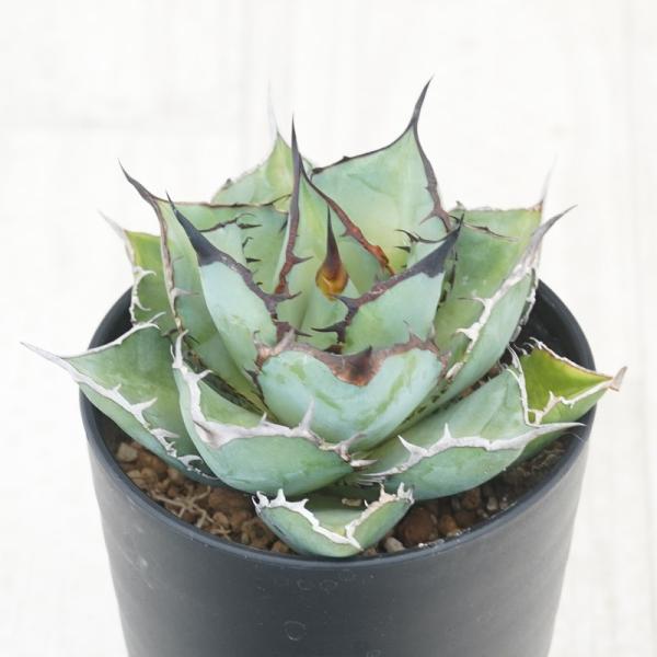 アガベ・チタノタ「熊猫（パンダ）」Agave titanota 'Panda'アガベ・チタノタの銘品”熊猫”小苗時はグリーンの葉と黒いトゲが特徴成長するにつれて葉は青白くなる。黒い棘と白い葉のコントラストが美しい。耐寒性：-4℃※株幅：9c...