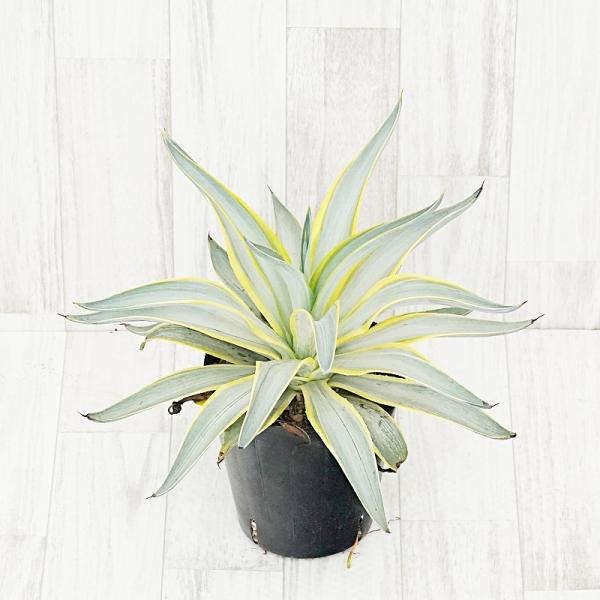 アガベ・デスメティアナ「ブルームーン」Agave desmettiana 'blue Moom'黄色と緑の縁取り、その中はライムシルバーと複色の葉色をもつ。数あるアガベの中でも少ない、高貴と呼べる美しい品種である。成長は早いが耐寒性に劣る為...