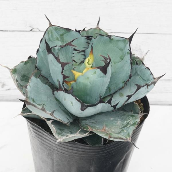 アガベ・チタノタ「ブラック＆ブルー」　※ブラックアンドブルーAgave titanota 'Black and Blue'直輸入のメリクロン苗。青味の強い葉に黒い棘が映える美品種。別名ブラックボールとも呼ばれ、徒長しない様に水を控え丸いフォ...