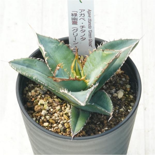 【チタノタ銘品シリーズ】アガベ・チタノタ「緑幽霊（グリーンゴースト）」Agave titanota 'Green Ghost'緑の葉に特大のノギを持つ王道のチタノタ銘品。他のチタノタ銘品と一線を画すような、素晴らしい品種。耐寒性-2℃※現物...