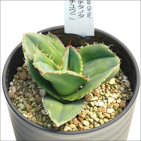 【チタノタ銘品シリーズ】アガベ・チタノタ「蚩尤（シユウ）」Agave titanota 'Chi You'幅広い葉に背棘（ぶつぶつ）が出るのが特徴のチタノタ銘品。耐寒性-2℃※写真は参考イメージです。株ごとに個体差がございます。商品の性質上...