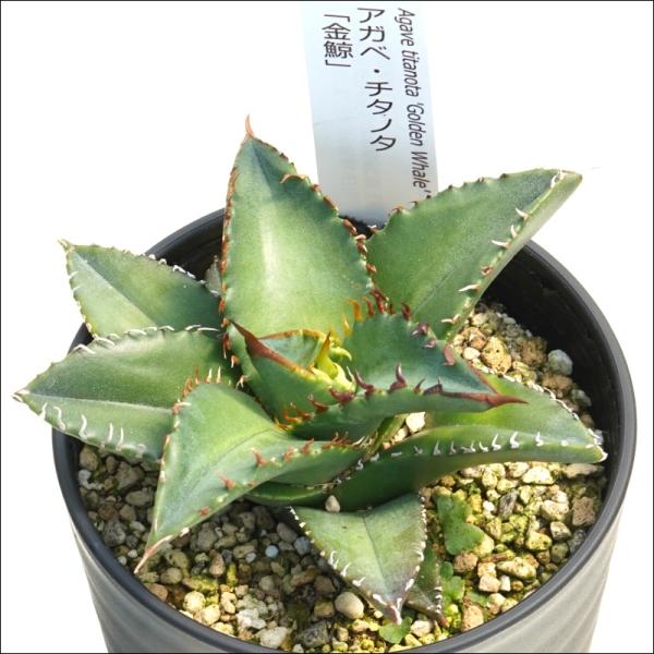 【チタノタ銘品シリーズ】アガベ・チタノタ「金鯨」Agave titanota 'Golden Whale'幅広い葉にうねる様な肉厚の鋸歯が特徴のチタノタ銘品。耐寒性-2℃※写真は参考イメージです。株ごとに個体差がございます。商品の性質上、細...