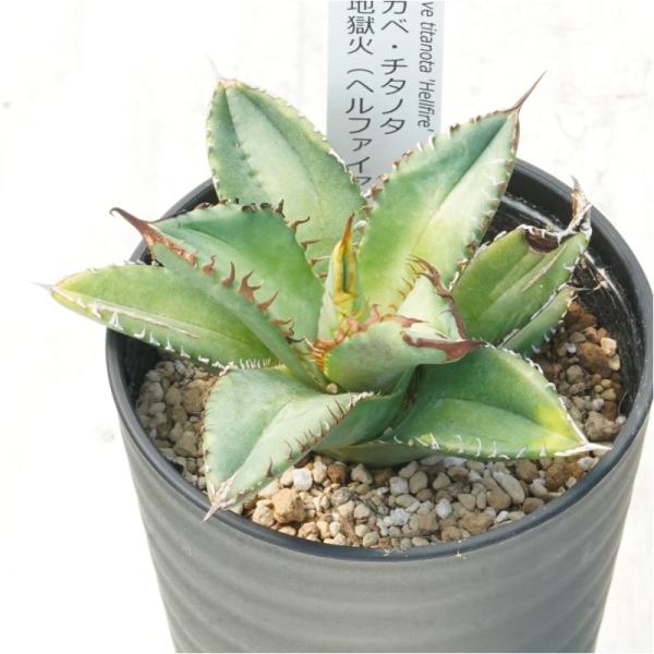 アガベ・チタノタ「地獄火（ヘルファイア）」Agave titanota 'Hellfire'チタノタ銘品シリーズチタノタ「ブラックファイヤー 黒火焔」の選抜品種。大きなノギが特徴で、黄色ー黒ー白と色が移り行く。※現物販売ではなく、株ごとに個...