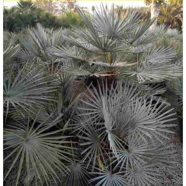 チャメロプス・フミリス・セリフェラChamaerops humilis var. cerifera矮性で美しい青葉をもつモロッコのアトラス山脈原産のヤシ。最大樹高1.2ｍ程と小さく、ドライガーデンに最適。成長速度はとても遅く、ゆっくり成長を...