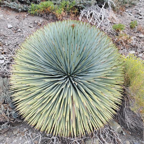 Hesperoyucca whippleiヘスペロユッカ・ウィップレイ南カリフォルニアとメキシコバハ・カリフォルニアの主に標高0〜2,500メートルのオーク森林に自生する。シルバーブルーの葉は美しく、非常に美しいロゼットを形成する。あまり大...