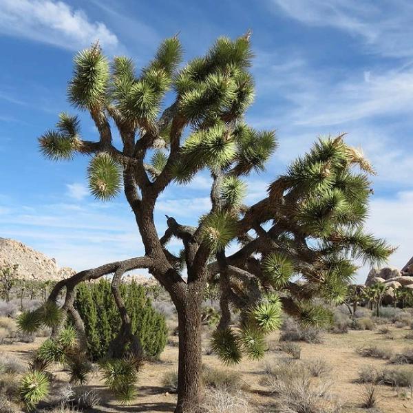 ユッカ・ブレビフォリアYucca brevifolia'最大樹高：ｃｍ耐寒性：-℃【日照】日向　【水やり】普通　 【キジカクシ科】　※栽培環境により花色・葉色は多少変化することがありますドライガーデンプランツ近年水やりの手間も少ない、ローメ...