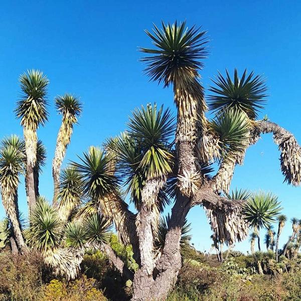 ユッカ・フィリフェラ　Yucca filiferaメキシコチワワ州に自生する大型ユッカ。緑色の剣状の葉を持ち、フィラメントを付ける。最大樹高：10メートル耐寒性：-12℃【日照】日向　【水やり】普通　 【キジカクシ科】　※栽培環境により花色...