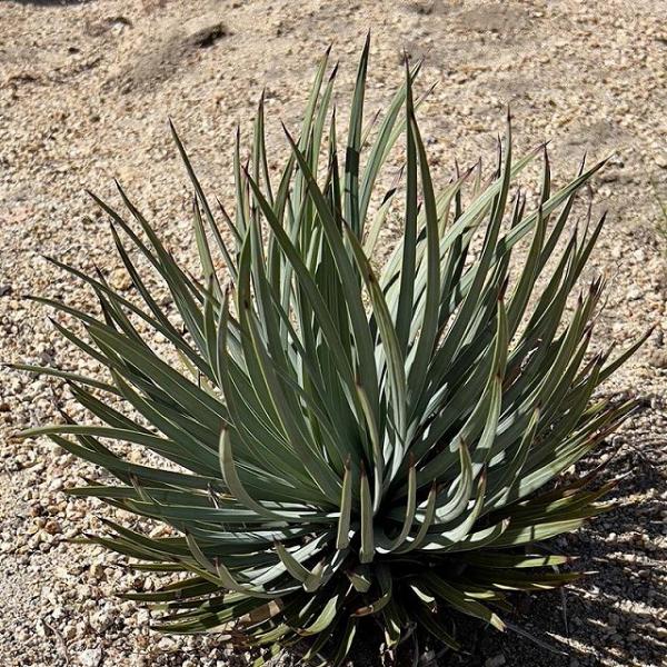 Hesperoyucca whipplei 'Eremica'ヘスペロユッカ・ウィップレイ「エレミカ」最大樹高：耐寒性：℃【日照】日向　【水やり】普通　 【キジカクシ科】　※栽培環境により花色・葉色は多少変化することがありますドライガーデン...