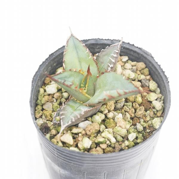 アガベ　チタノタ「ブルー」実生株　2号ポット植えアガベの中でも格別の人気を誇る。実生苗では品種の特性が大きくバラつき、魅力のある個体も生まれやすい。Agave titanota”Blue"最大草丈60cm、株張り90cm。耐寒性-2℃。