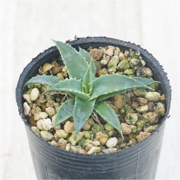 アガベ・ユタエンシス・ネバデンシス「コンパクタ」Agave utahensis var. nevadensis 'Compacta'ネバデンシスのコンパクトタイプ実生苗青白い硬質の葉をもち、黄色からオレンジ色の棘は成長すると厳つい白い棘とな...