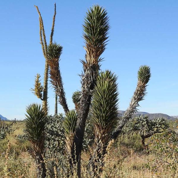 Yucca validaユッカ・ヴァリダ最大樹高：ｃｍ耐寒性：-℃【日照】日向　【水やり】普通　【キジカクシ科】　※栽培環境により花色は多少変化することがありますドライガーデンプランツ近年水やりの手間も少ない、ローメンテナンスでワイルドな庭...