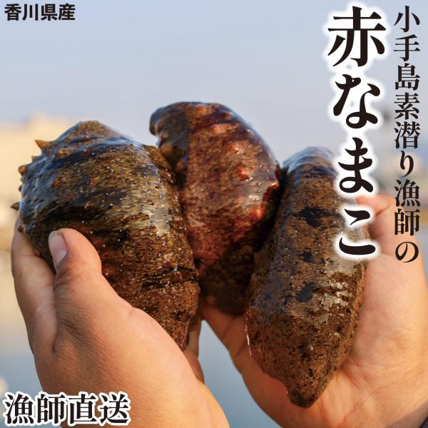 【説明文下部の注意事項を必ずお読みください。】香川県は小手島周辺の海で、素潜り漁獲された新鮮赤なまこ！その新鮮ななまこを漁師直送でお送りいたします！コリコリした食感がたまらない、コラーゲンたっぷりな冬の味覚。酢の物にして食べるのがおすすめで...