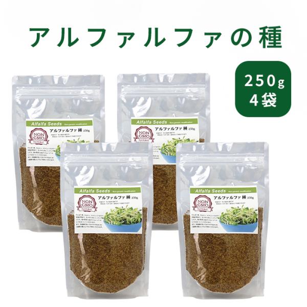 アルファルファの種 1000g。屋内で一年中栽培可能です。種をまいてから1週間ほどで収穫できます。◆オーストラリア産◆発芽率95%◆遺伝子組み換えではありません。◆家庭菜園にピッタリ♪◆使い勝手のいい 250g×4個の個包装でお届けします【...