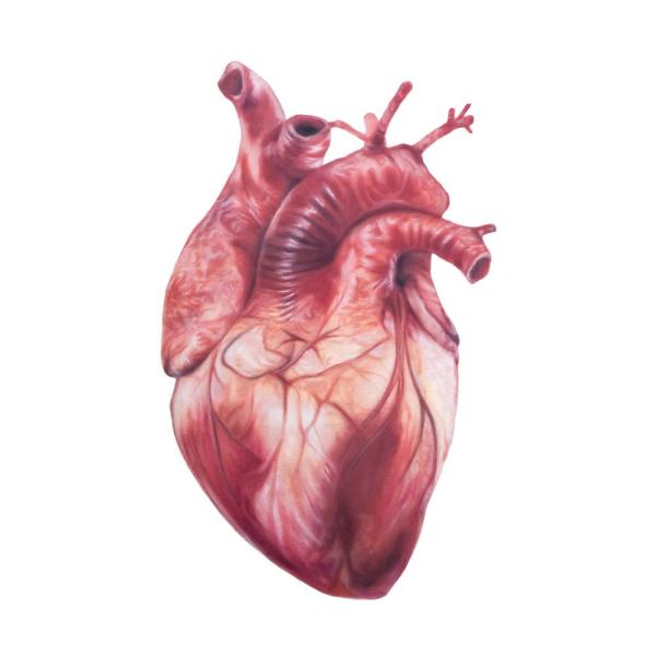 「商品状態」★【レンタル落ち】管理シール・レンタル印がある場合がございます★【帯あり】【ケース新品交換済み】リーフレット付属。盤面は研磨クリーニング後フッ素コーティング仕上げ済みです。「商品情報 (新品の場合) 」IKKI NOT DEAD...