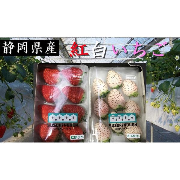 【発売日：2026年01月20日】◎白いちご（パールホワイト）約250ｇ×1パック（9〜15粒）◎赤いちご（紅ほっぺ）約280ｇ×1パック（6〜15粒）◎静岡県産◎送料無料+クール便無料※北海道、九州、沖縄への送料は別途510円かかります。...