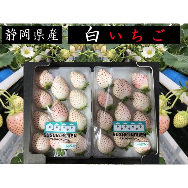 【発売日：2026年01月20日】◎白いちご（パールホワイト）約250ｇ（9〜15粒）×4パック◎静岡県産◎送料無料+クール便無料※北海道、九州、沖縄への送料は別途510円かかります。鈴木農園さんが作る白イチゴ（パールホワイト）白イチゴ（パ...