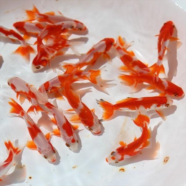 金魚/更紗和金(三ッ尾〜四ッ尾) 5匹 : 金魚屋しみず Yahoo!店 金魚/更紗和金(三ッ尾〜四ッ尾) 5匹 : 金魚屋しみず Yahoo!店