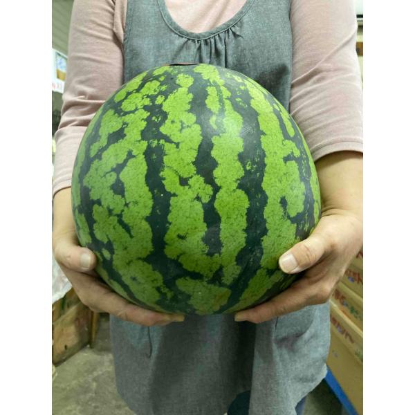 クール便にて送ります。着いたらすぐに冷えたスイカが食べられます！昼夜の温度差が甘みと美味しさを作っていますシャリ感も尾花沢スイカの特徴甘さ保証！！尾花沢のスイカは甘くて、シャリシャリで有名です。大きい玉が多いので、中に隙間がある物があります...