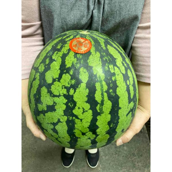 クール便にて送ります。着いたらすぐに冷えたスイカが食べられます！甘さ保証！！尾花沢のスイカは甘くて、シャリシャリで有名です。大きい玉が多いので、中に隙間がある物がありますが自然の物ですのでお許しください。昼夜の温度差が甘みと美味しさを作って...